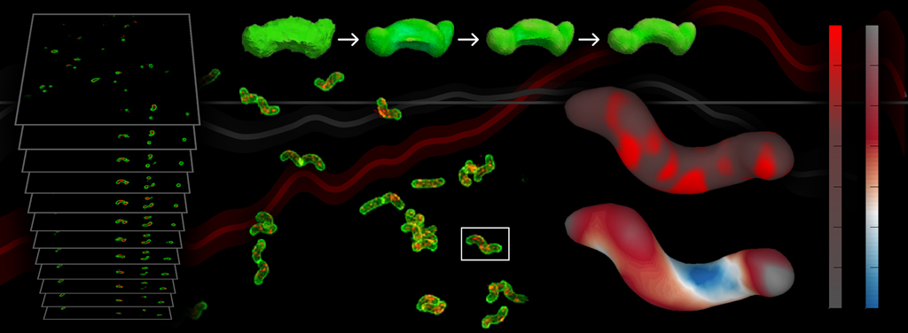 Computational Biology – Molecular & Cellular Biology Graduate Program
