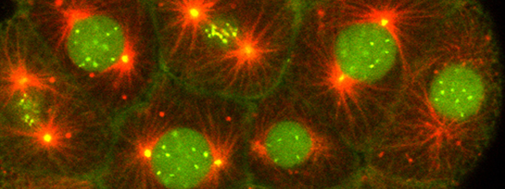 Gene Expression, Cell Cycle & Chromosome Biology – Molecular & Cellular ...