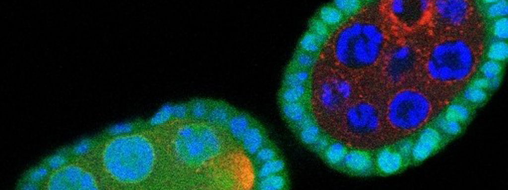 Cell Signaling & Cell/Environment Interactions – Molecular & Cellular ...