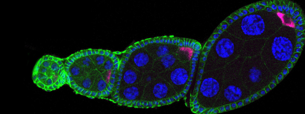 Developmental Biology, Stem Cells & Aging – Molecular & Cellular ...
