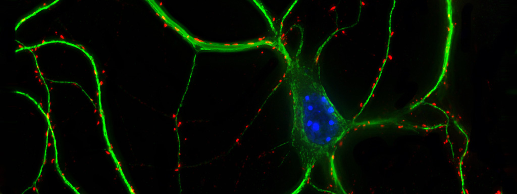 Neuroscience – Molecular & Cellular Biology Graduate Program