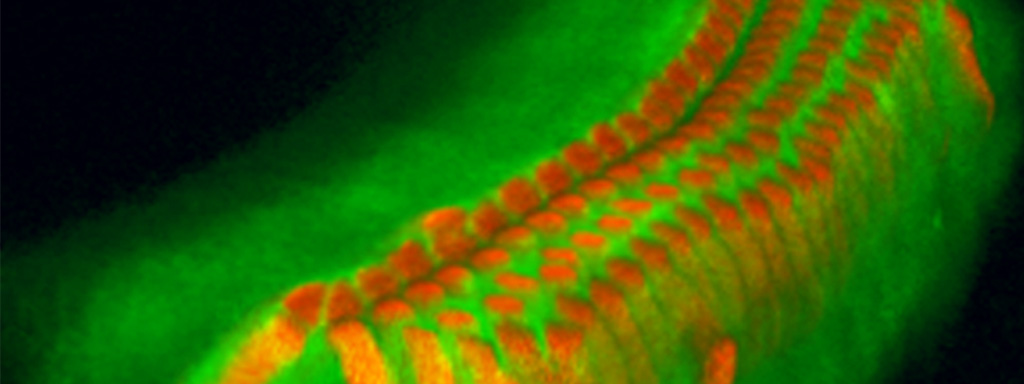 Neuroscience – Molecular & Cellular Biology Graduate Program